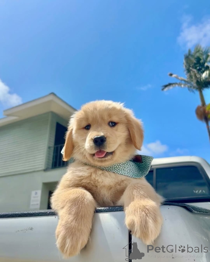 Golden retriever à vendre en ville de Ypecolsga (Pays Bas) Prix - négocié Annonce №157842