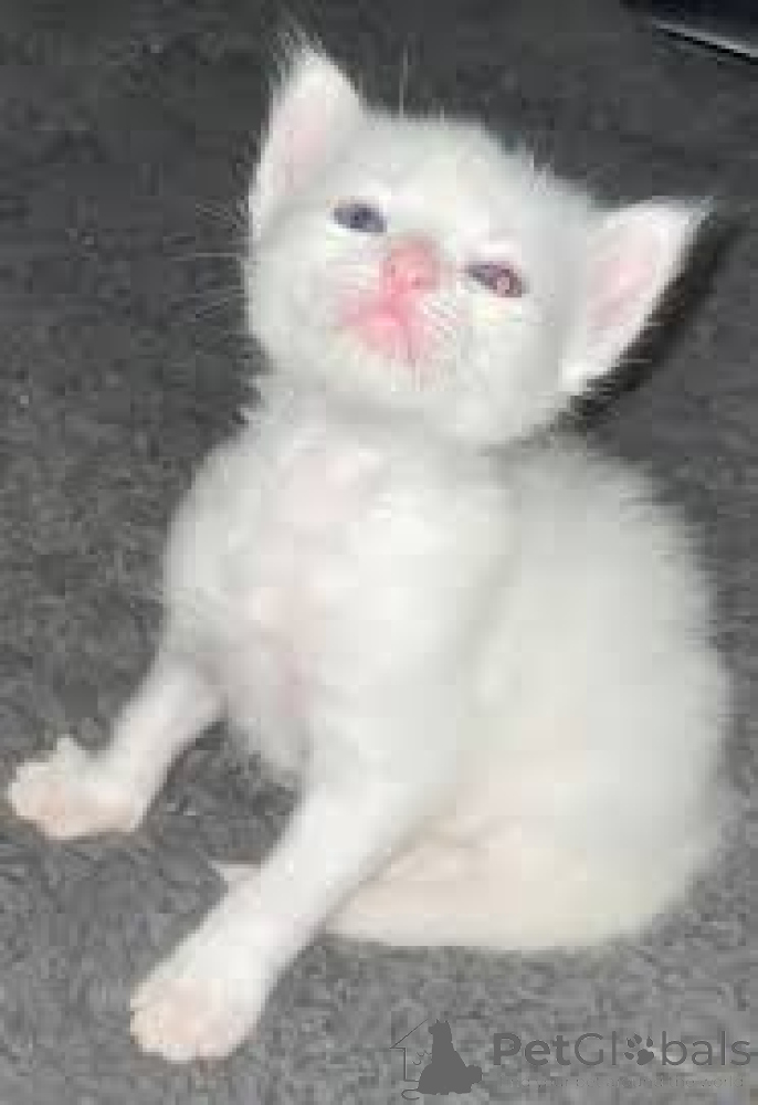 Angora turc à vendre en ville de Tampere (La finlande) Prix - 700 ...