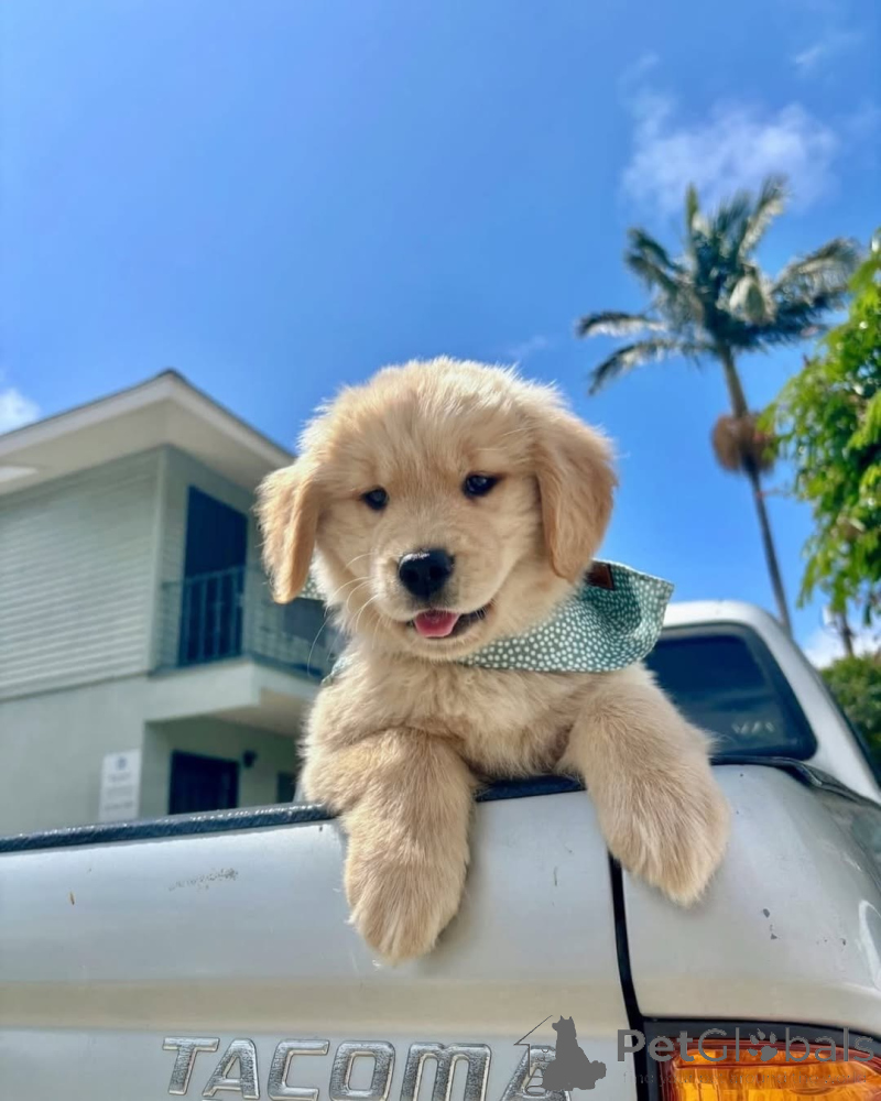 Golden retriever à vendre en ville de Ypecolsga (Pays Bas) Prix - négocié Annonce №157842