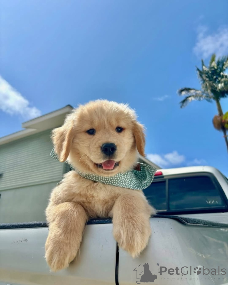 Golden retriever à vendre en ville de Ypecolsga (Pays Bas) Prix - négocié Annonce №157842